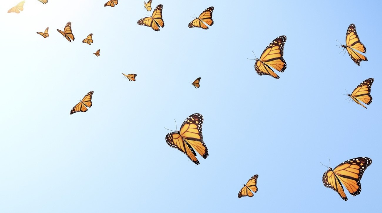 Transforming Lives - SmithSolve | SmithSolve